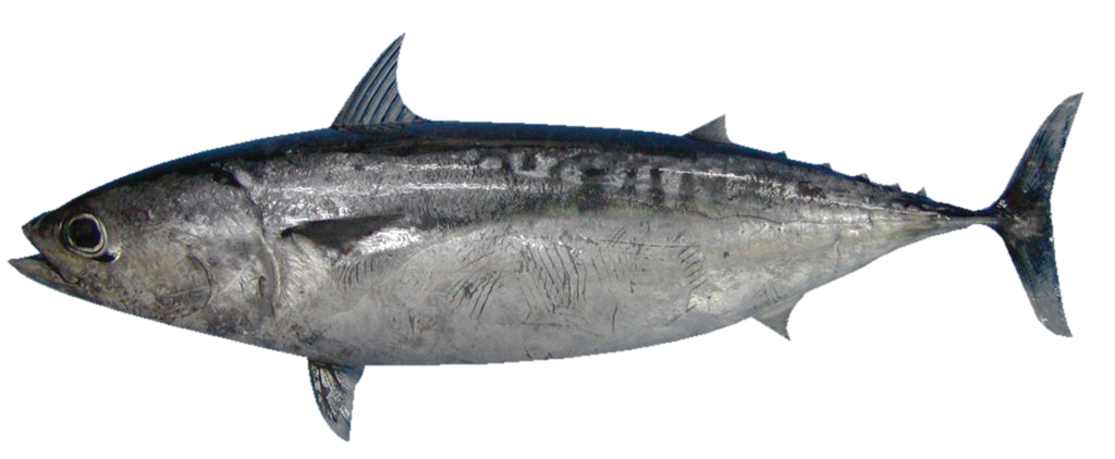 Fish | J Marr Group