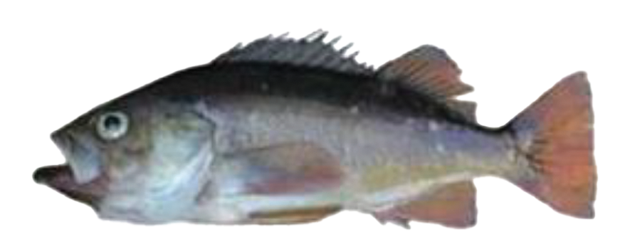 Fish | J Marr Group
