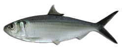 Fish | J Marr Group