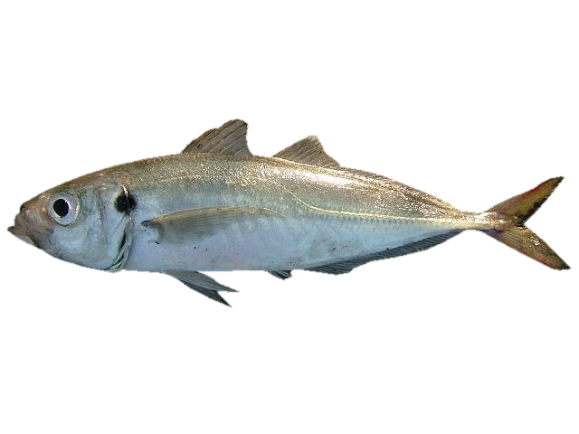 Fish | J Marr Group
